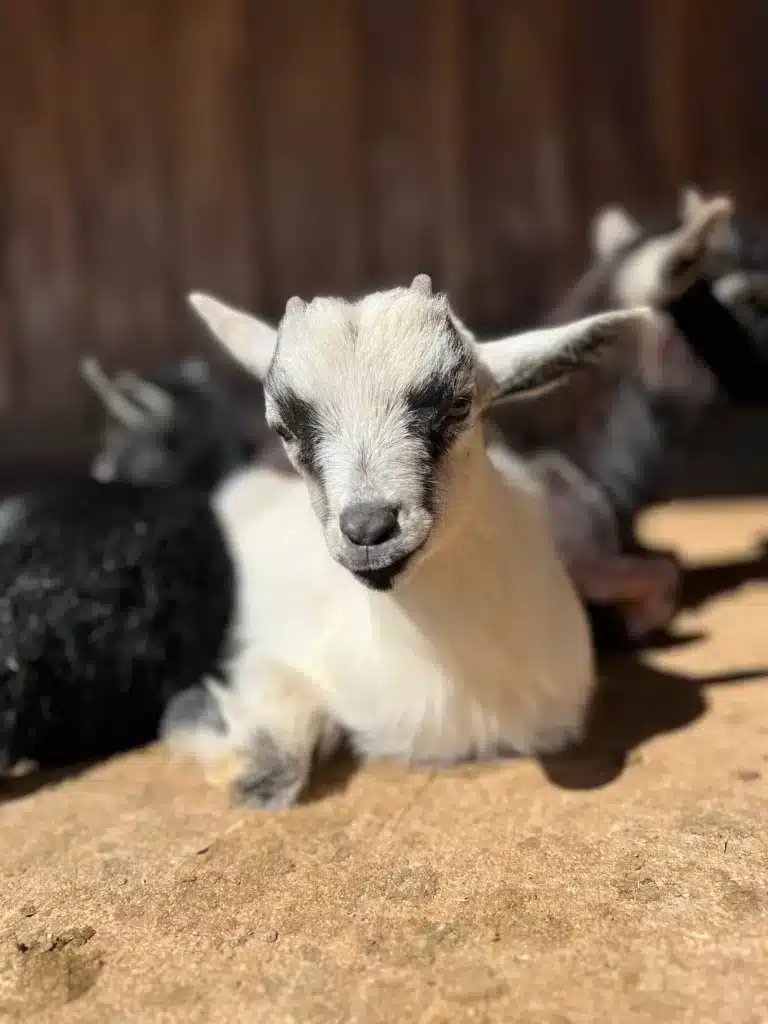 Educational Field Trips At The Farm - Fox's High Rock Farm